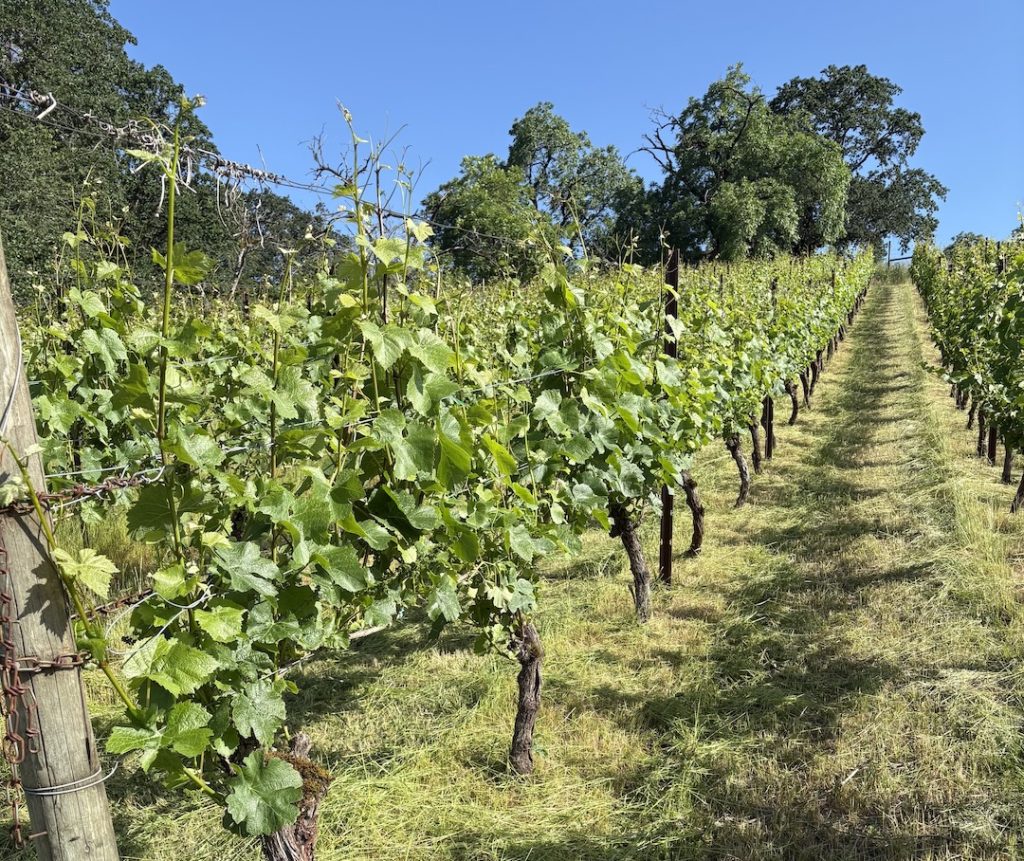 Sustainability in the Vineyard: Farming with Intention at Natalie's ...